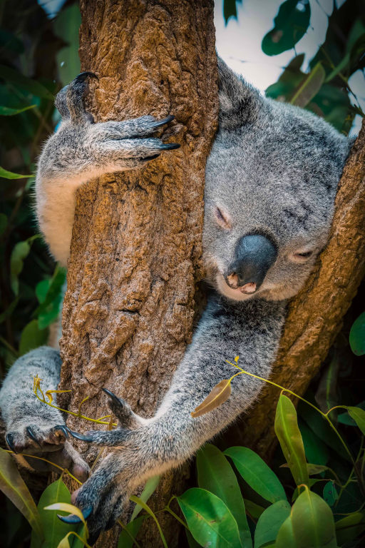 Koala – Lisa Kay Photography
