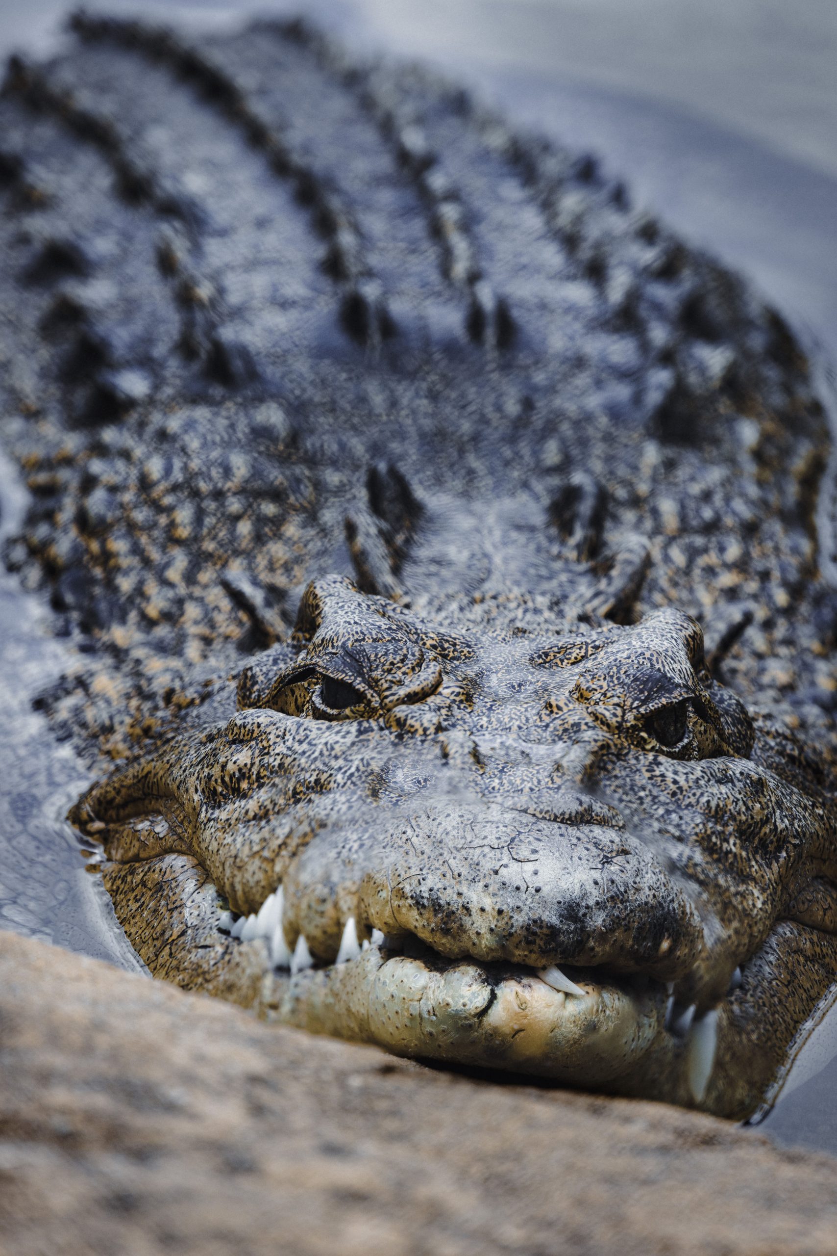 Crocodile Smile – Lisa Kay Photography