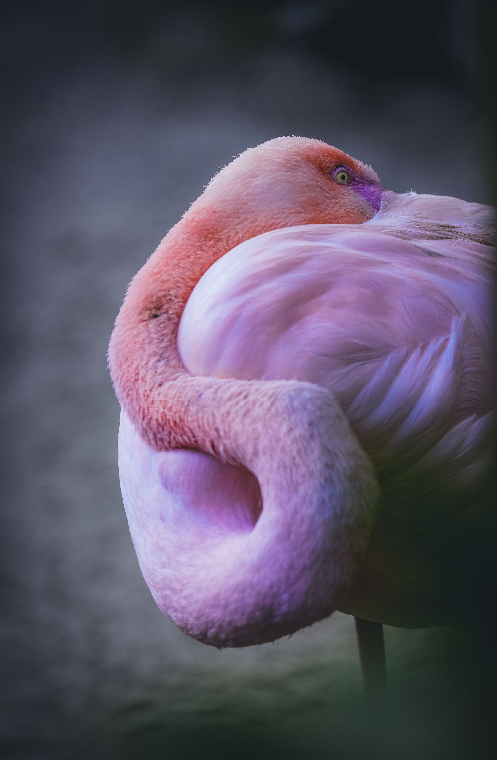 Flamingo – Lisa Kay Photography